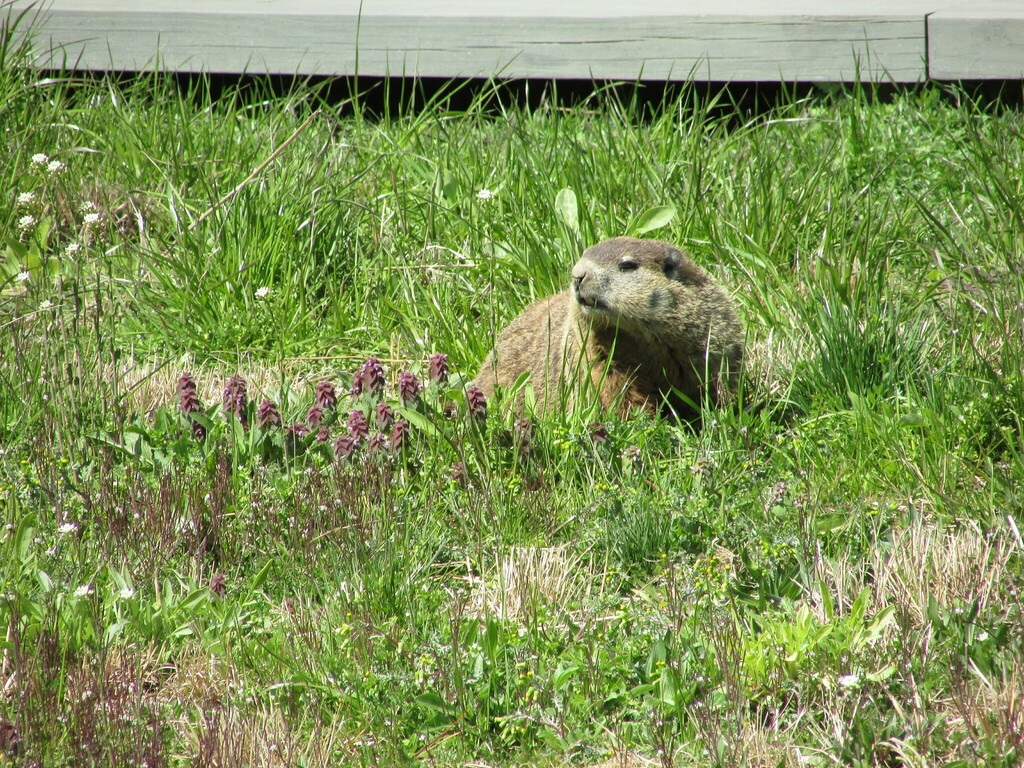Groundhog from Navy Yard, Washington, DC on March 16, 2023 at 12:38 PM ...