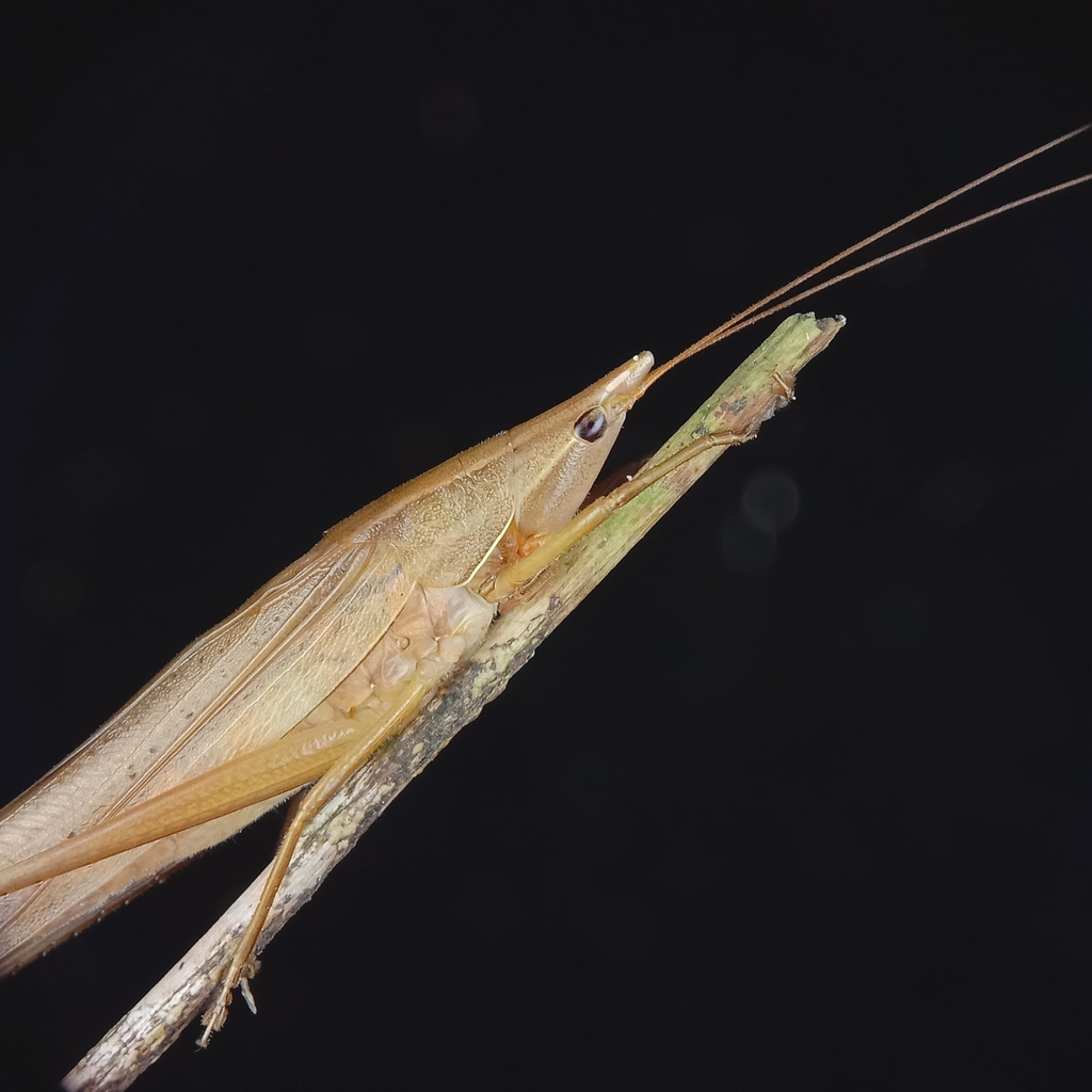 Pyrgocorypha from Sakleshpura, Karnataka, India on September 2, 2023 at 09:08 PM by Deekshith ...