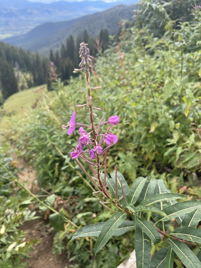 fireweed from Bridger-Teton National Forest, Wilson, WY, US on ...