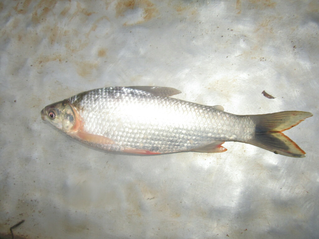 Prochilodus magdalenae from Corregimiento de Palomar, Caucasia ...