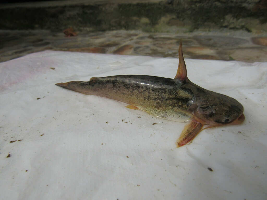 Trachelyopterus insignis from Palomar, Caucasia, Antioquia, Colombia on ...