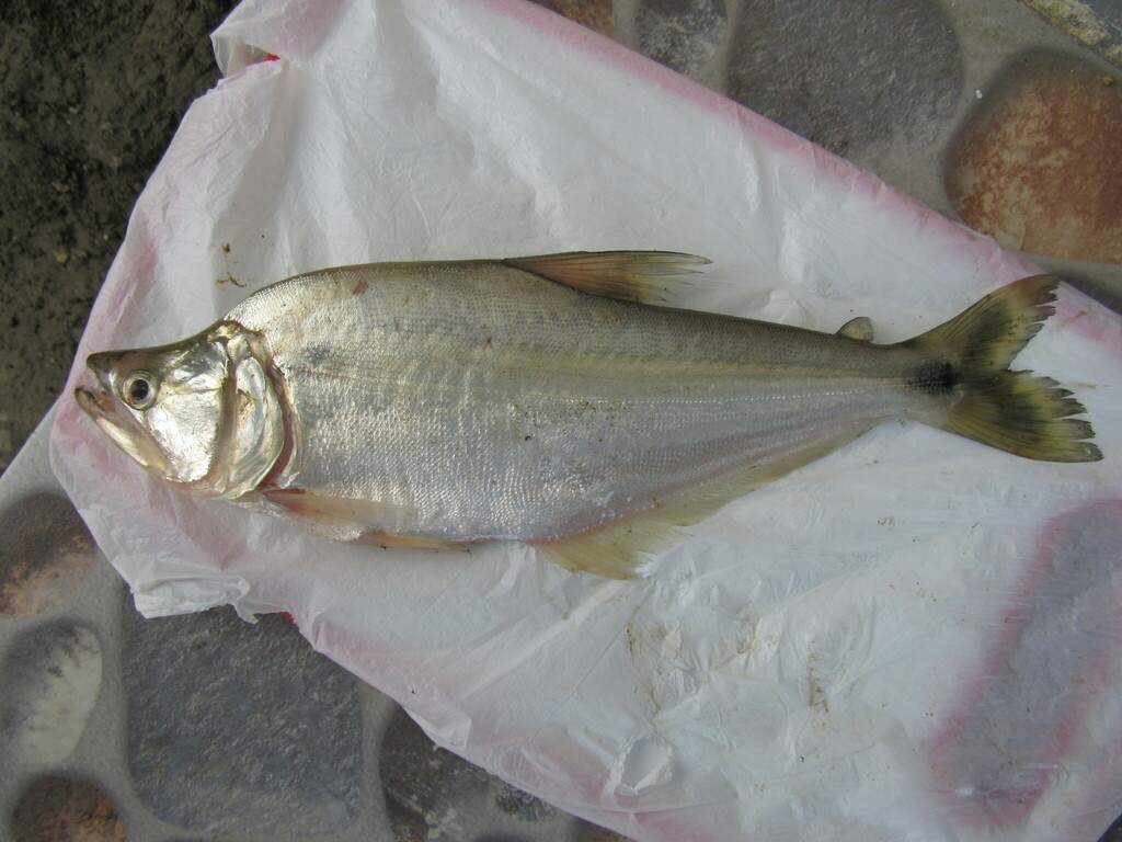 Cynopotamus magdalenae in July 2021 by Virginia Pérez Olmos · iNaturalist