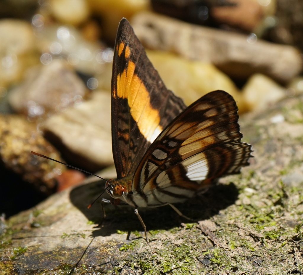 Adelpha attica from Loreto Cantón, Ecuador on August 29, 2023 at 12:51 ...
