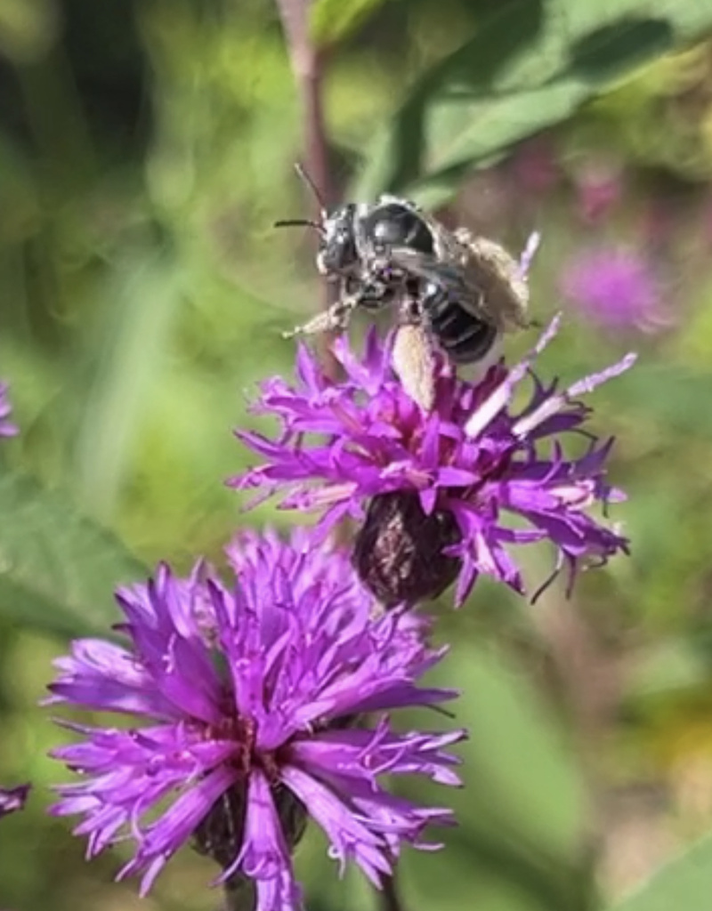 Denticulate Longhorn Bee in September 2023 by Linda R · iNaturalist