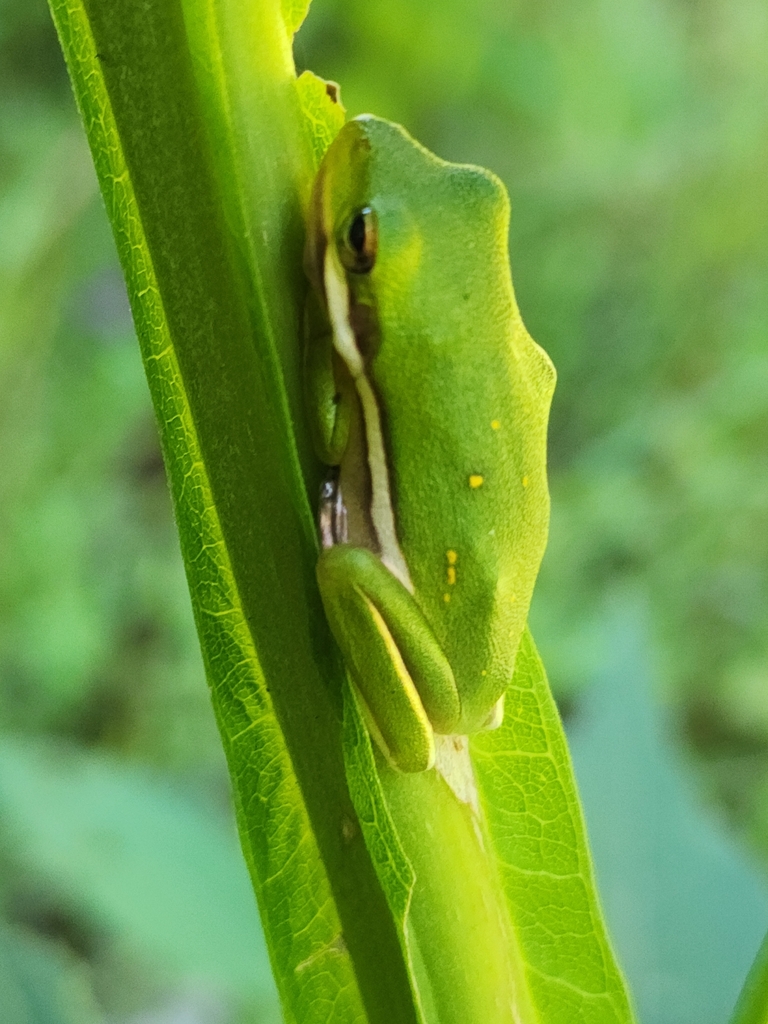 Green Treefrog from Raleigh, NC 27603, USA on September 2, 2023 at 02: ...