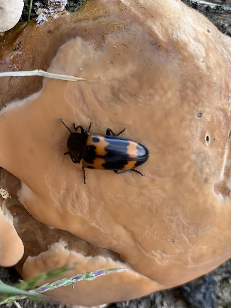 Red-banded Fungus Beetle from Massachusetts Ave, Arlington, MA, US on ...
