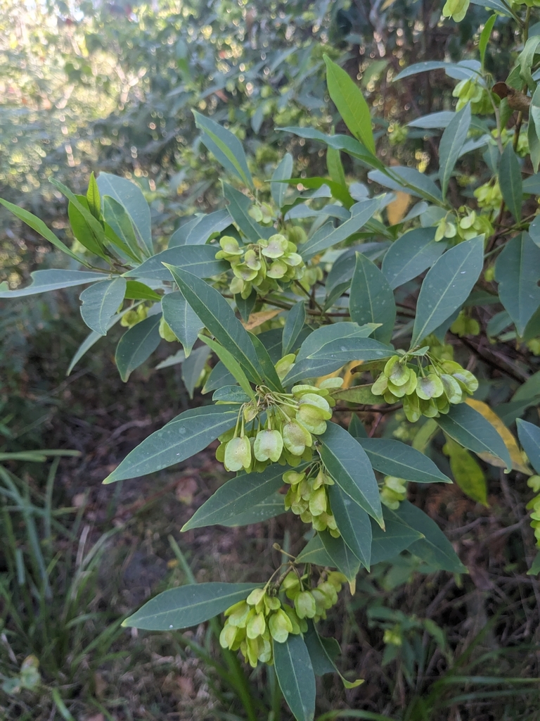 Common Hop Bush from Diamond Head NSW 2443, Australia on September 2 ...