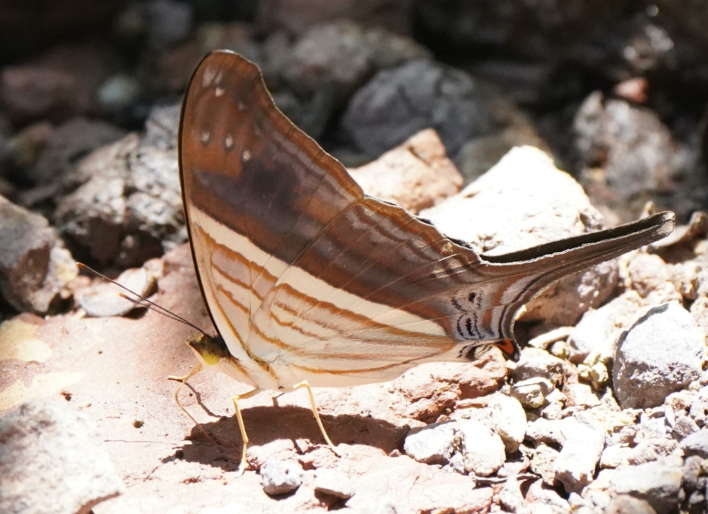 Many-banded Daggerwing from Loreto Cantón, Ecuador on August 29, 2023 ...