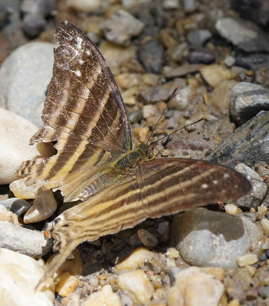 Many-banded Daggerwing from Loreto Cantón, Ecuador on August 29, 2023 ...
