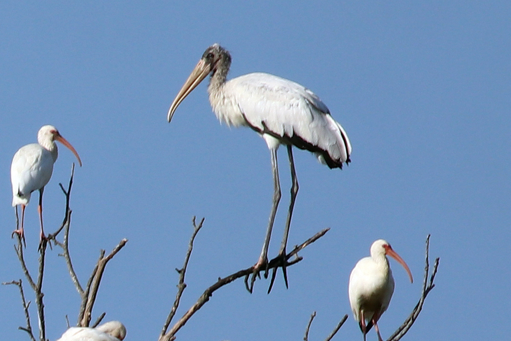 Wood Stork from Dallas, TX, USA on September 2, 2023 at 08:56 AM by Ben ...