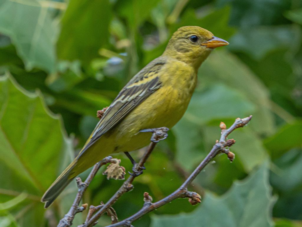 Western Tanager from San Ramon Crow Canyon Gardens, San Ramon, CA, US ...
