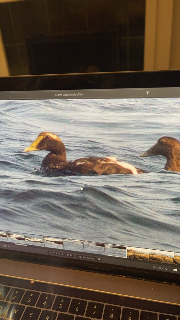 Common Eider from Halifax on September 2, 2023 at 05:45 PM by Brolin ...