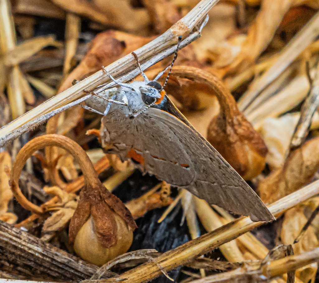 Gray Hairstreak from San Ramon Crow Canyon Gardens, San Ramon, CA, US ...