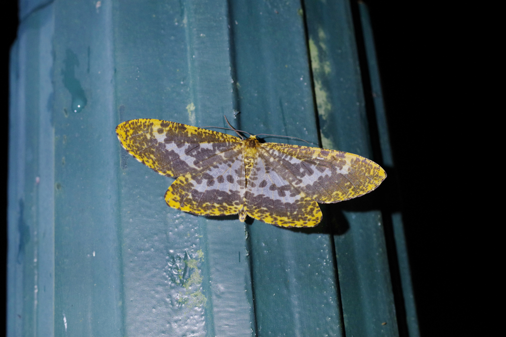 Obeidia gigantearia from 557台灣南投縣溪山路6號 on September 1, 2023 at 07:26 PM ...