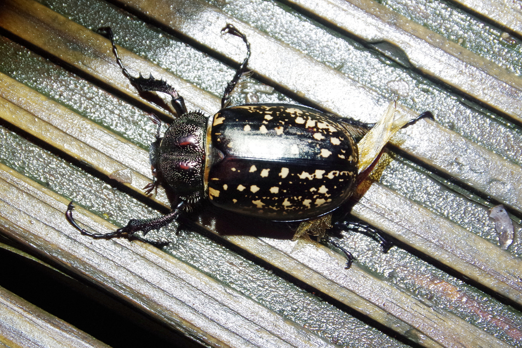 Formosan Long-armed Scarab in September 2023 by Panda Yang · iNaturalist