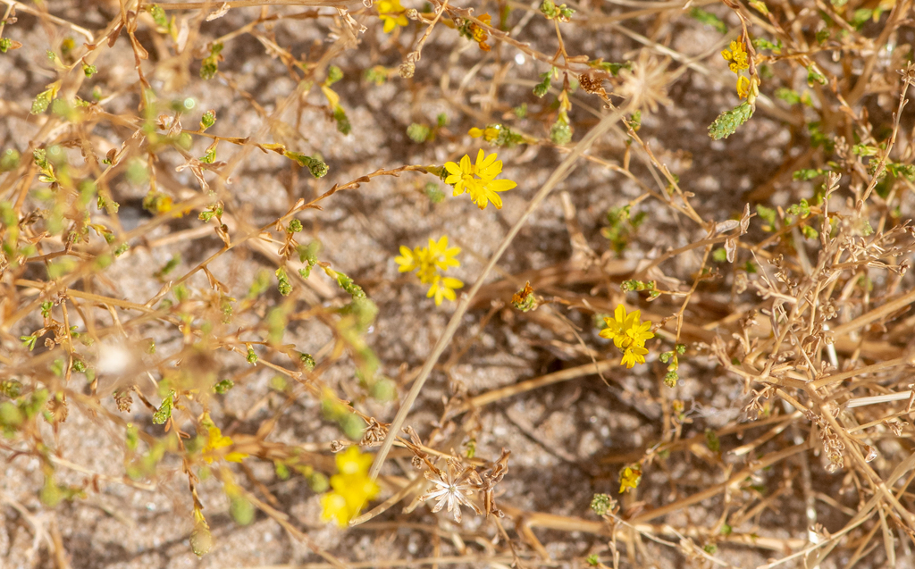 Valley Lessingia from Los Angeles County, CA, USA on September 2, 2023 ...