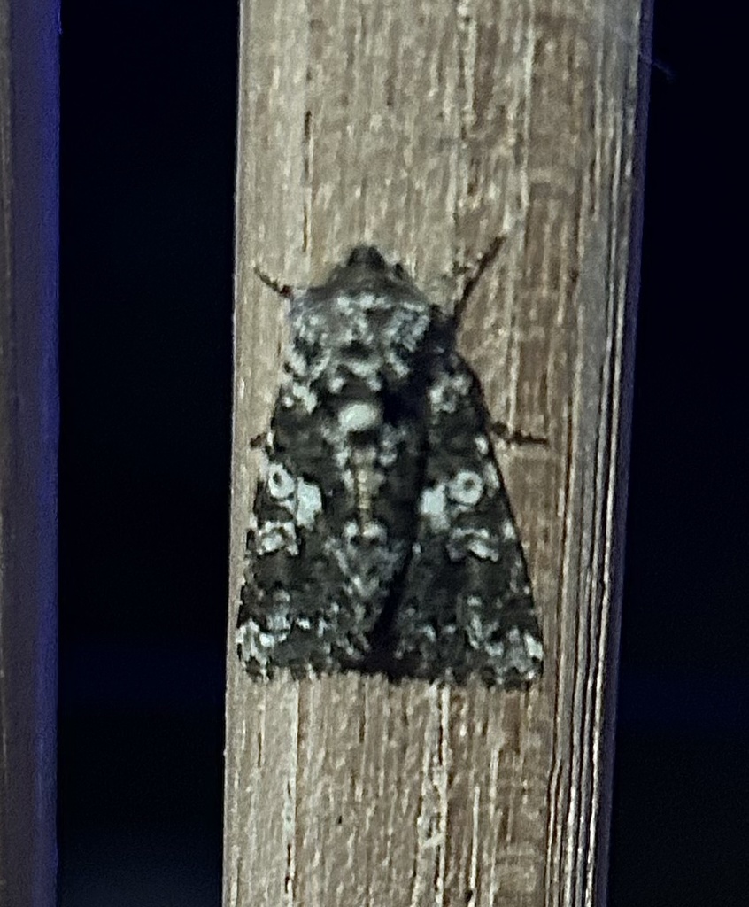 Hadena variolata from Tahoe National Forest, Truckee, CA, US on August ...