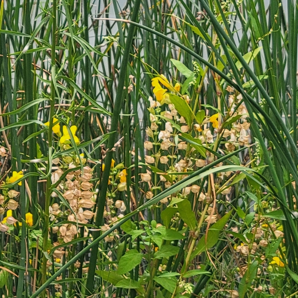 Scouler's Monkeyflower from East Marina Blvd & Pelican Loop, Pittsburg ...