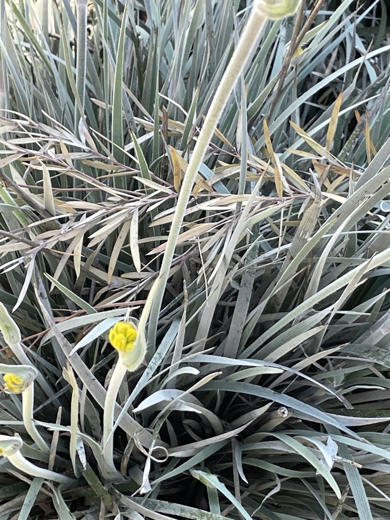 Conostylis from George Pentland Botanic Gardens, Frankston, VIC, AU on ...