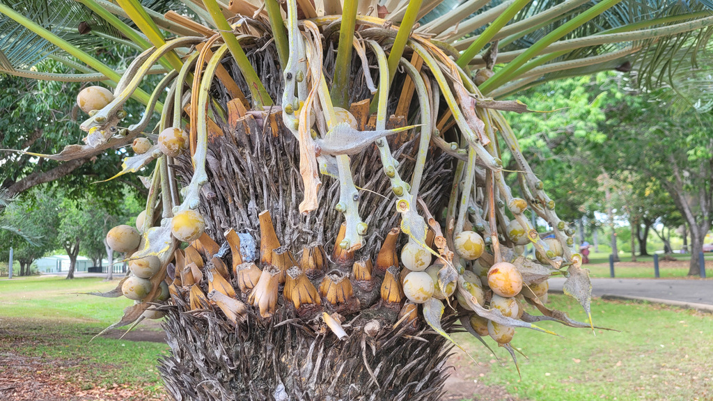 Armstrong's sago in July 2023 by Dr Elodie Camprasse · iNaturalist