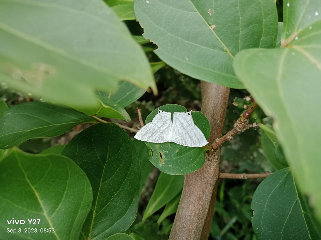 Grey Swallowtail Moth from Office Pisaware on September 3, 2023 at 08: ...
