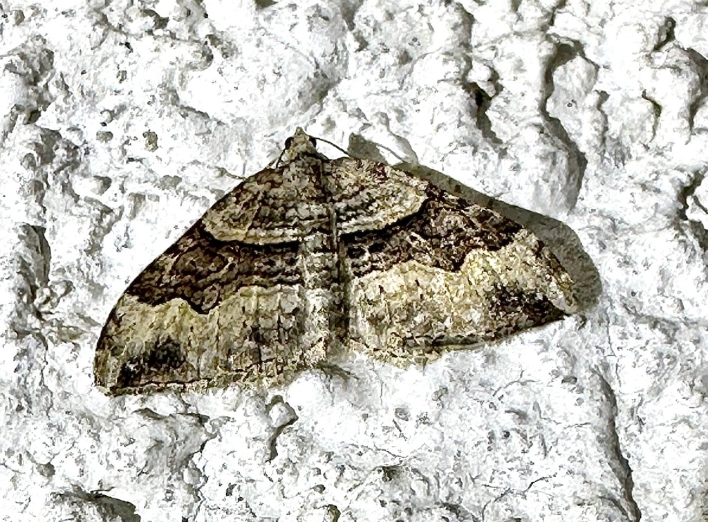 Xanthorhoe defensaria from Blink Bonnie Rd, West Vancouver, BC, CA on ...