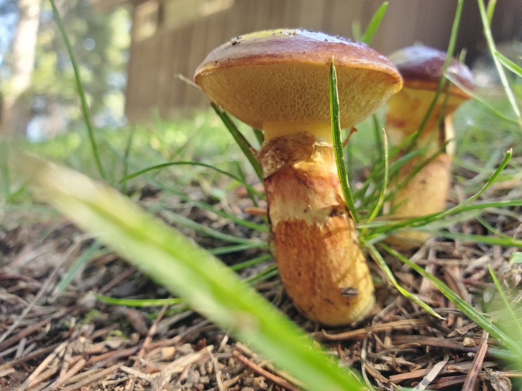 Larch Suillus from Priest Lake, ID 83856, USA on September 2, 2023 at ...