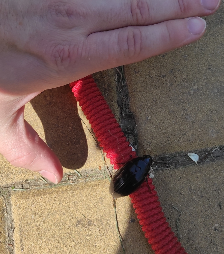 Hydrophilus aterrimus from Рязань, Рязанская обл., Россия, 390007 on ...