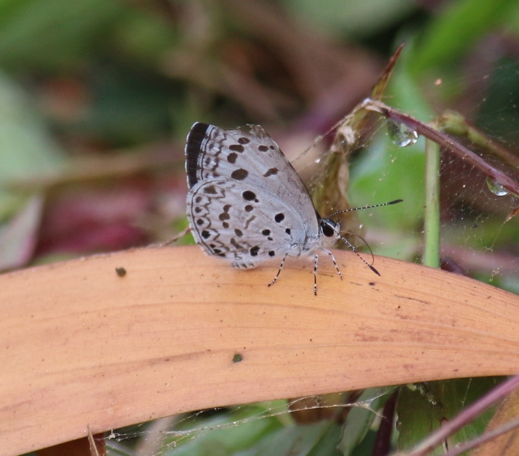 Common Hedge Blue from Oros on September 3, 2023 at 08:24 AM by Sachin ...