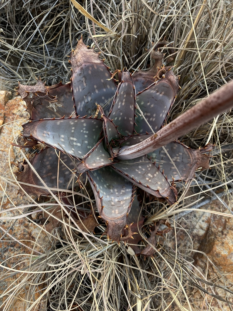Verdoorn's Spotted Aloe in September 2023 by Carel Fourie · iNaturalist