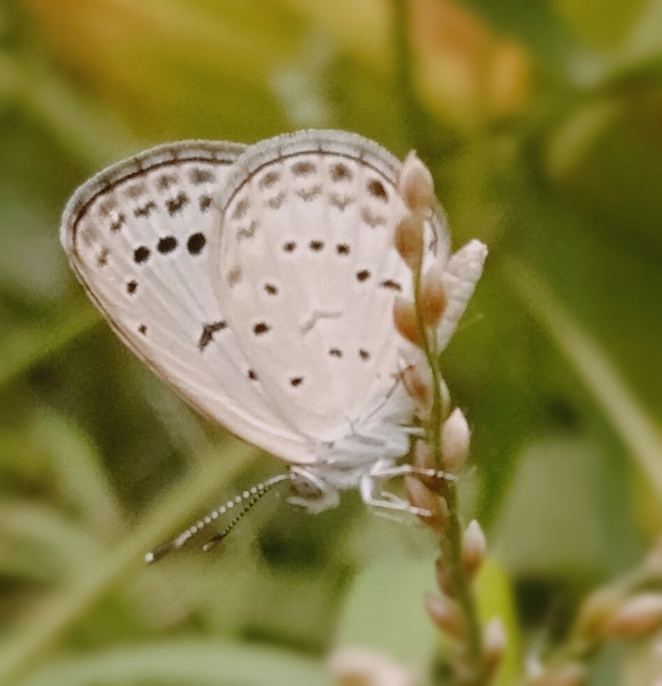 Pale Grass Blue from Pakuria Shitala Mandir on September 2, 2023 at 11: ...