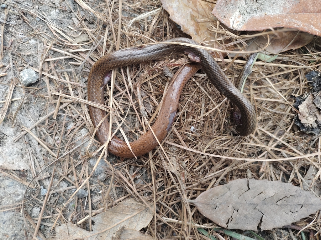 Collared Black-headed Snake from Baret, Uttarakhand 263138, India on ...