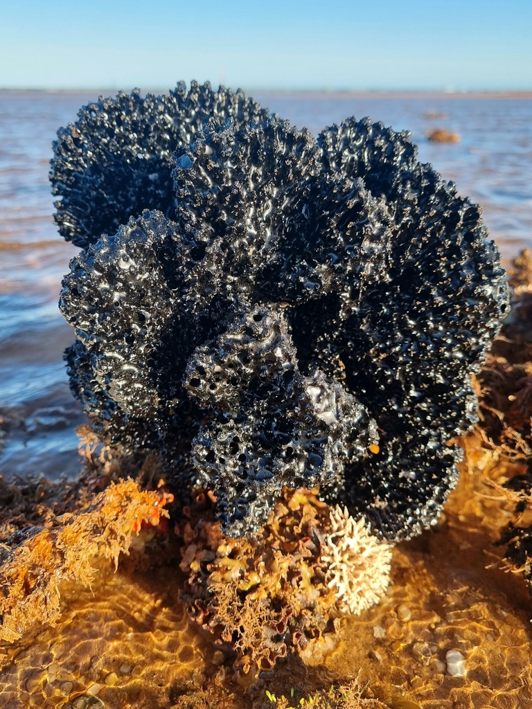 Sponges from Port Hedland, WA, Australia on September 3, 2023 at 07:15 ...