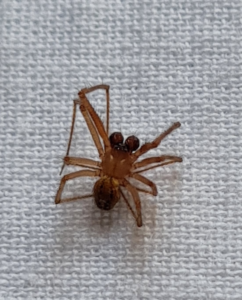 Red House Spider from Camdeboo Local Municipality, South Africa on ...