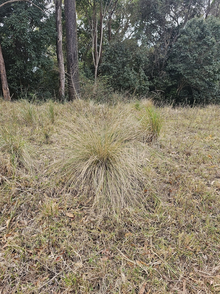 common tussock grass from Flying Fox QLD 4275, Australia on September 2 ...