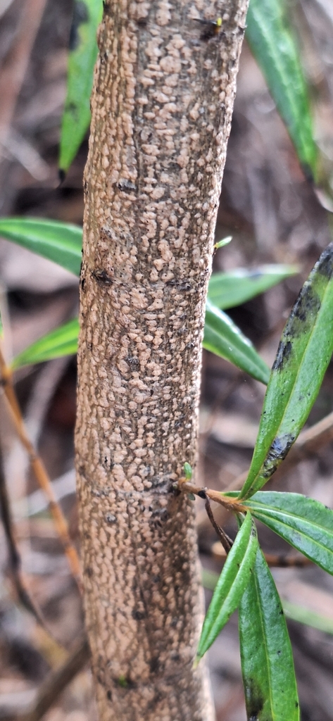 Logania albiflora from Springbrook QLD 4213, Australia on September 3 ...