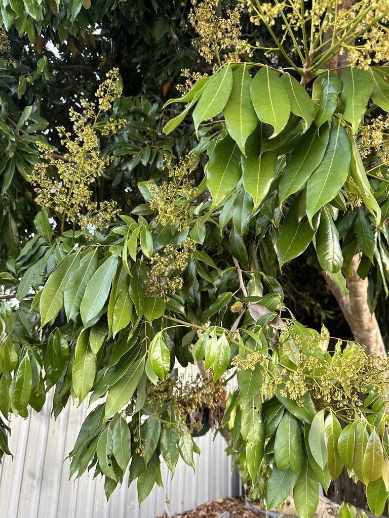 Something from Pallas St, Maryborough, QLD, AU on September 1, 2023 at ...