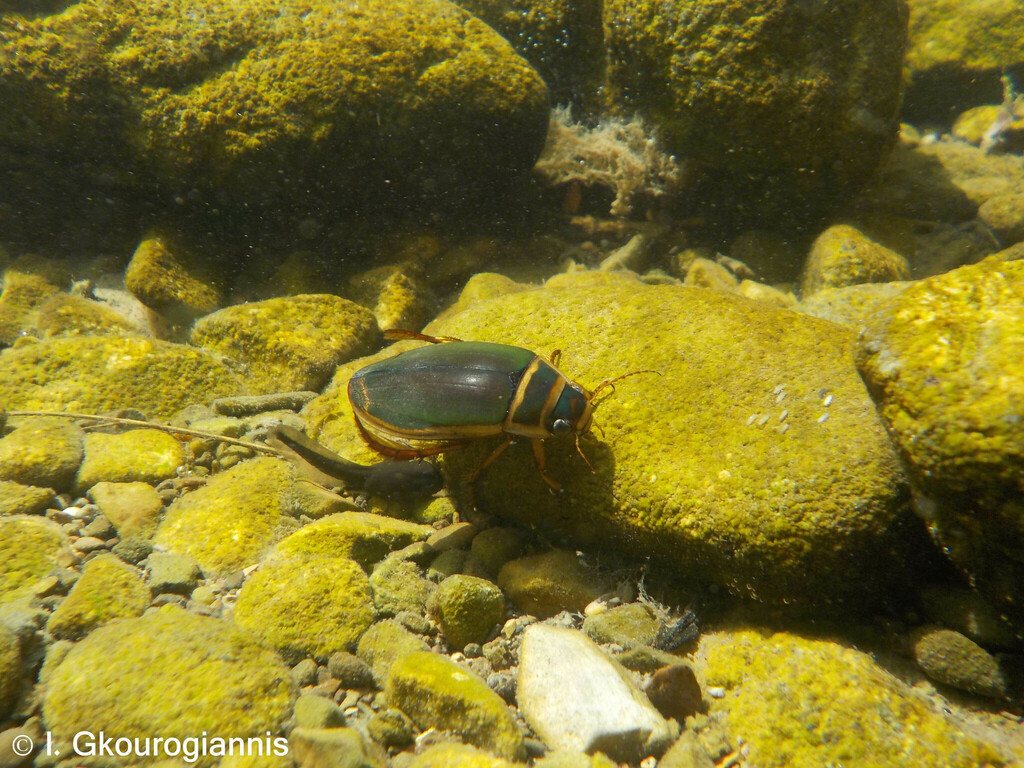 Dytiscus from Thessalia, Greece on July 15, 2023 at 01:51 PM by Giannis ...
