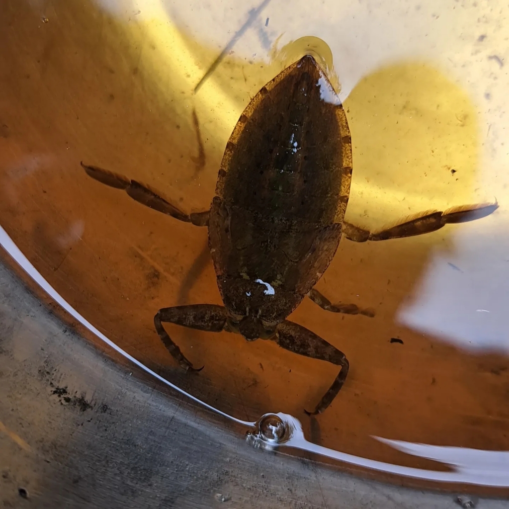 American Giant Water Bug from Freeport on August 27, 2023 at 11:23 AM ...