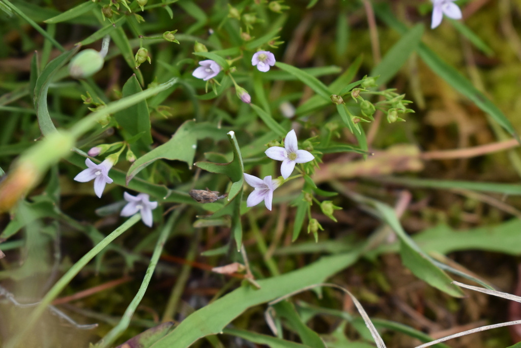 long-leaved bluets in September 2023 by Cade · iNaturalist