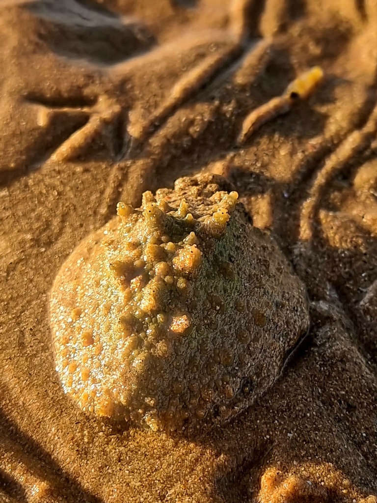Peronia from Indian Ocean, Port Hedland, WA, AU on September 3, 2023 at ...