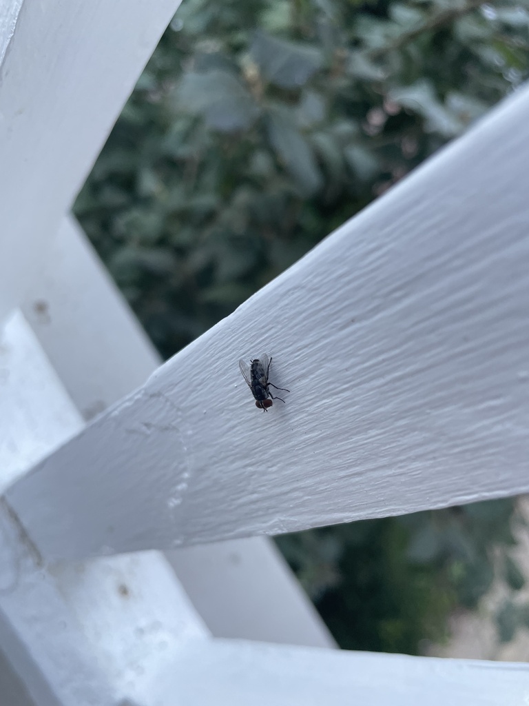 Calyptrate Flies from Blanch, NC, US on August 31, 2023 at 06:57 PM by ...