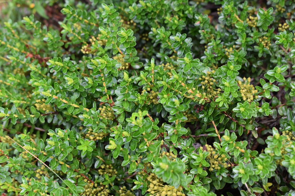 sand myrtle in September 2023 by Cade · iNaturalist