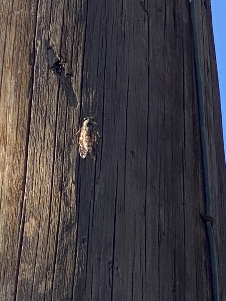 East Aegean Cicada from Kos, Kos, South Aegean, GR on August 30, 2023 ...