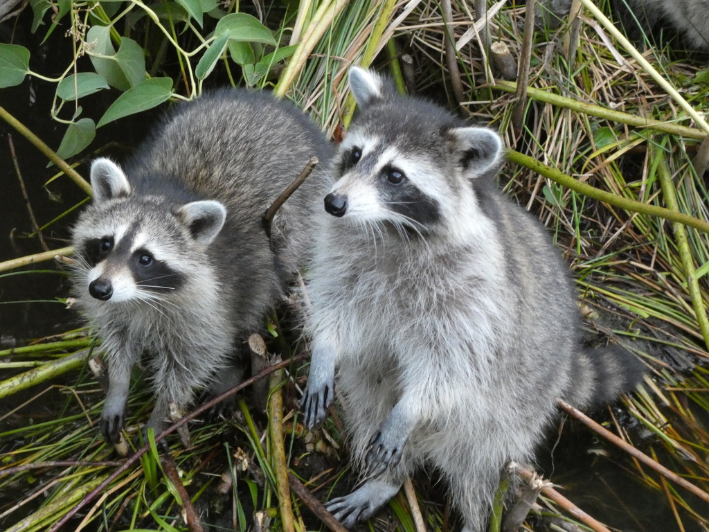 Common Raccoon from Central Park West Historic District, New York, NY ...