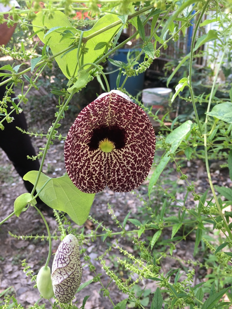 Calico-flower from Papantla, Ver., MX on September 2, 2023 at 09:50 AM ...