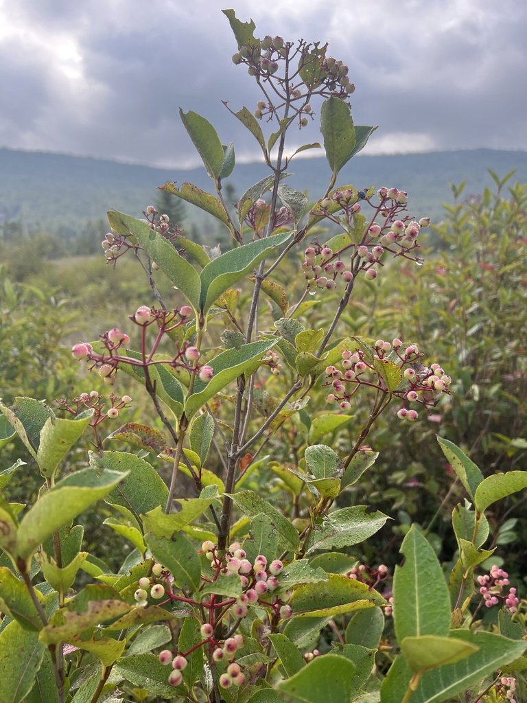 northern wild raisin from Lakeview Rd, Davis, WV, US on September 3 ...