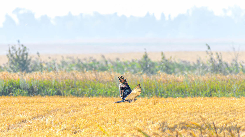 Red-tailed Hawk from Winchester, MB, Canada on September 1, 2023 at 10: ...