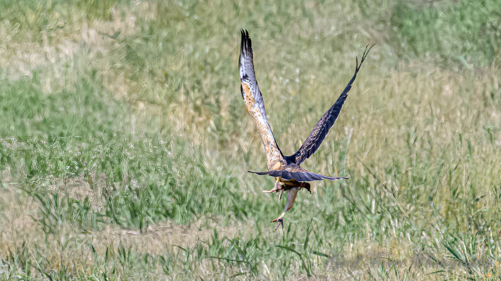 Swainson's Hawk from Winchester, MB, Canada on September 1, 2023 at 11: ...