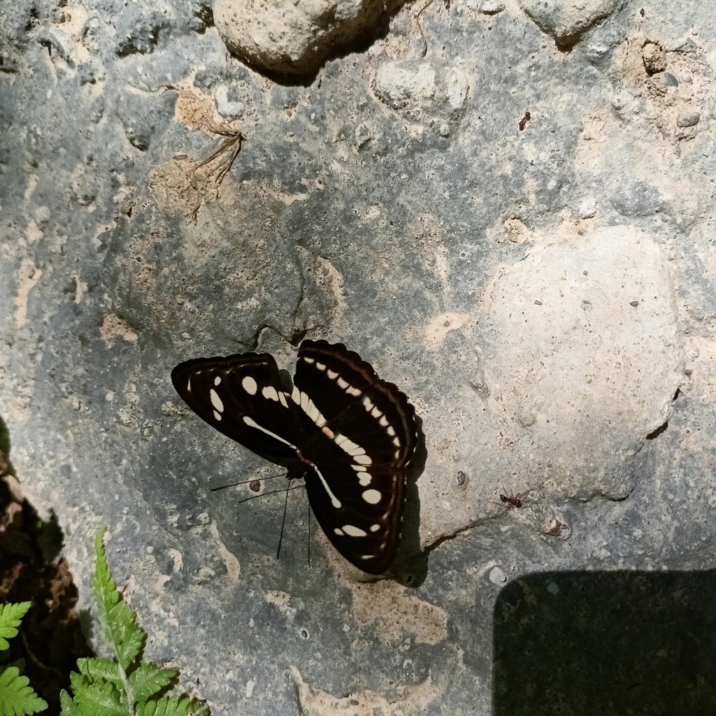 Athyma from Bogapani, Assam 786171, India by ABHIJIT Konwar · iNaturalist